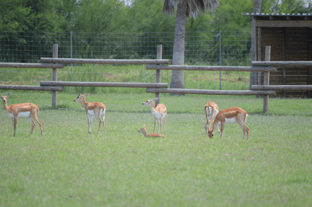 Fragile Planet Wildlife Park