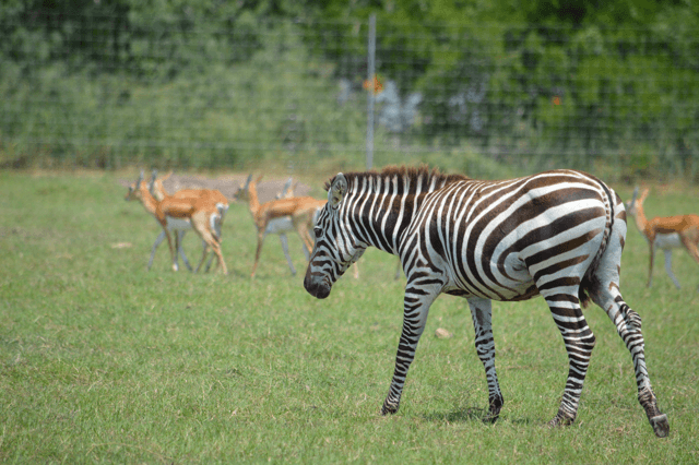 Fragile Planet Wildlife Park