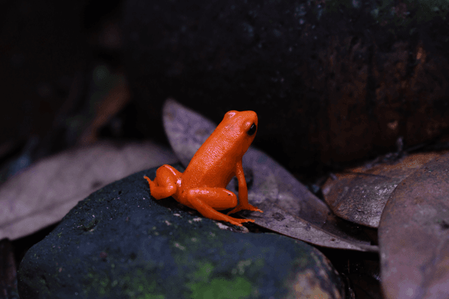 Fragile Planet Wildlife Park